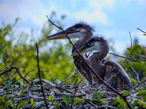 30 Free Blue Heron Closeup And Blue Heron Images Pixabay