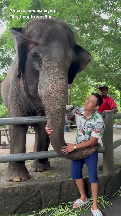 Слон джунгли Youtube