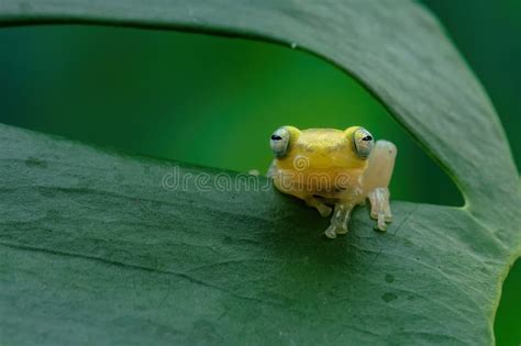Golden Tree Frog On The Leaf Stock Image Image Of Memandang Semi