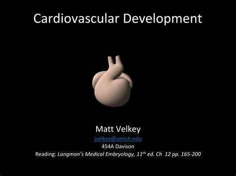 Ppt Cardiovascular Development Powerpoint Presentation Free Download Id 3403463