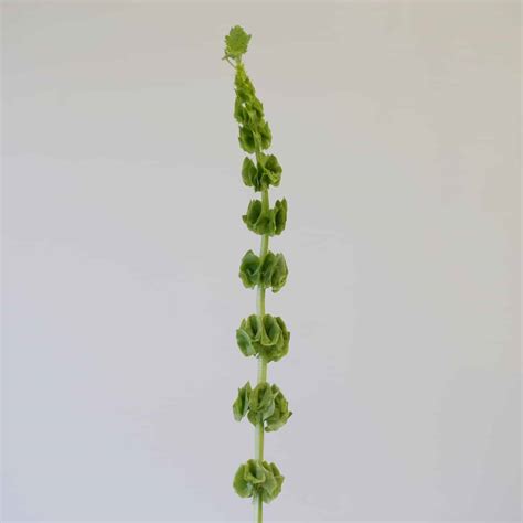 Molucella Bells Of Ireland Bulk Diy Flower Greenery