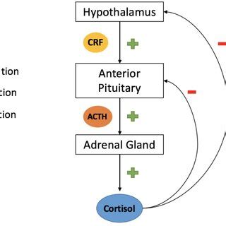 Hypothalamic Pituitary Adrenal HPA Axis Upon Activation By A