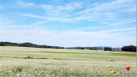 전북고창 메밀꽃축제 네이버 블로그