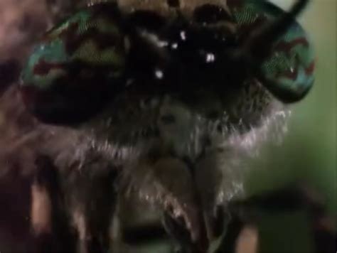 Spongebob Wormy Butterfly Face