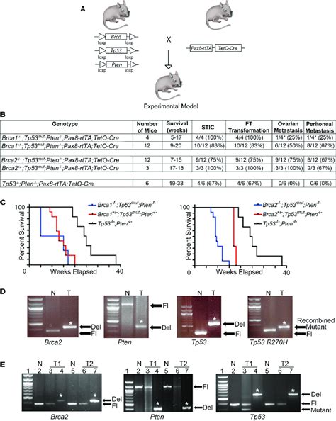 The Role Of Brca Tp53 And Pten Genetic Alterations In The Development
