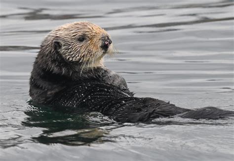 Sea Otter This Is A Sea Otter Enhydra Lutris Propelling Flickr