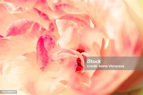 장미가 있는 섬세한 배경 파스텔 배경 차분한 색상 텍스트를 삽입할 위치입니다 카드 및 배너용 배경에 대한 부드러운 스타일의 달콤한 색상 장미 0명에 대한 스톡 사진 및 기타