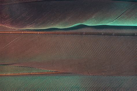 아름다운 새 깃털 배경 텍스처를 닫습니다 매크로 사진 보기 0명에 대한 스톡 사진 및 기타 이미지 0명 골동품 깃털 Istock