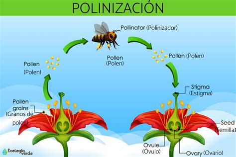 What Is Pollination And Its Types Evidence Network