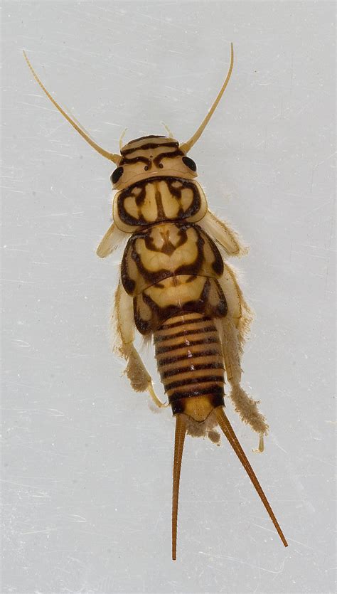 Perlidae Larvae Bioquipbugs