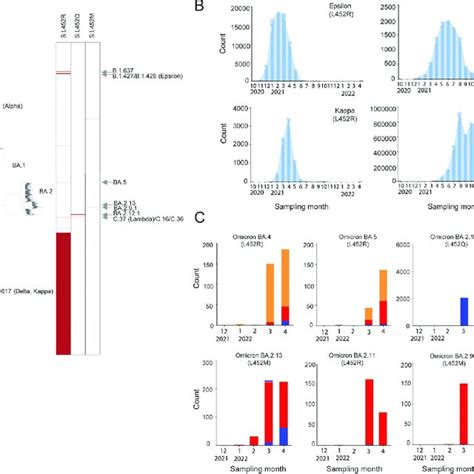 Recurrent Mutations At Spike L452 In Multiple Sars Cov 2 Lineages A Download Scientific