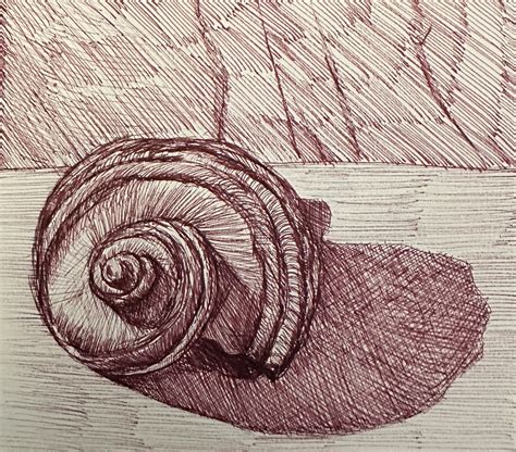 drawing up close with natural history maryland s state fossil ecphora natural history