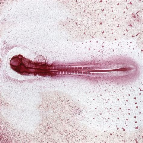 Beginners Chick Whole Mount Microscope Slide Set Carolina Biological Supply