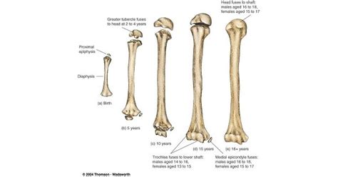 Age Identification From Bones New