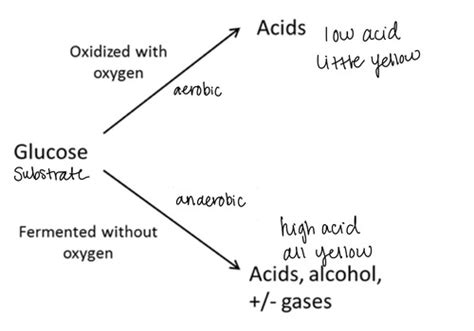 Microbio Lab Quiz 2 Questions Flashcards Quizlet