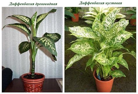 Комнатные растения для очистки воздуха - Как здоровье?