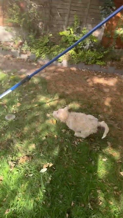 Cockapoo Zoomies Cockapoo Puppy Zoomies Youtube