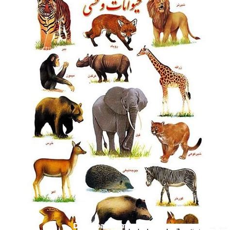 عکس تمام حیوانات اهلی و وحشی