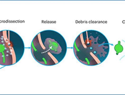 Influence Of Rna Extraction Methods And Library Selection Schemes On