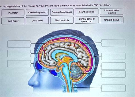 solved in the sagittal view of the central nervous system label the