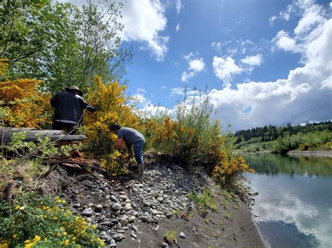 Scotch Broom Prevention And Control — 10000 Years Institute
