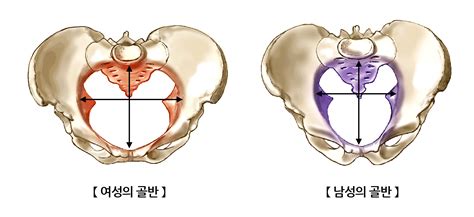 골반 Pelvis 인체정보 의료정보 건강정보 서울아산병원