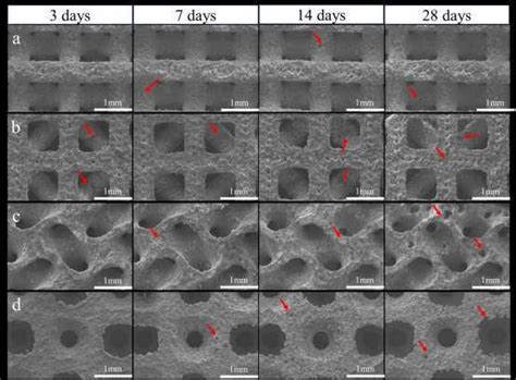 Degradation Profile Of A D B F C G And D P Scaffolds After