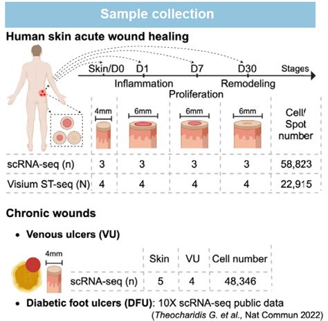 单细胞 时空文章代码复现——伪bulk分析和棒棒糖图 知乎