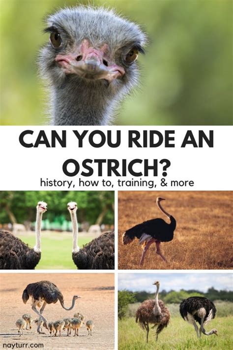 Can You Ride An Ostrich History How To Training And More Nayturr