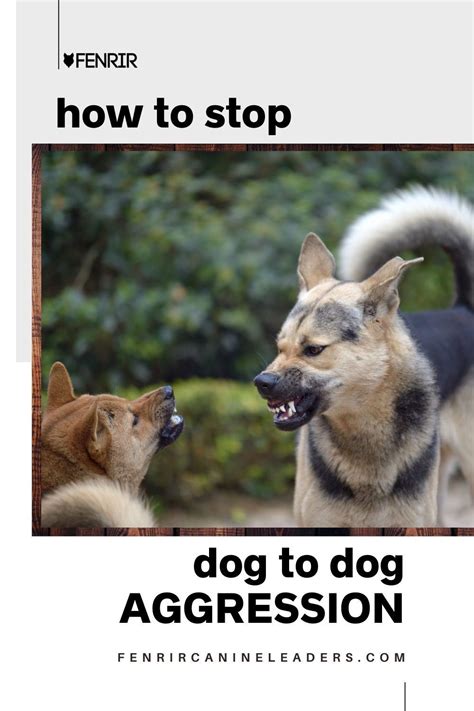 How to stop dog to dog aggression dog behavior advice from fenrir canine leaders – Artofit