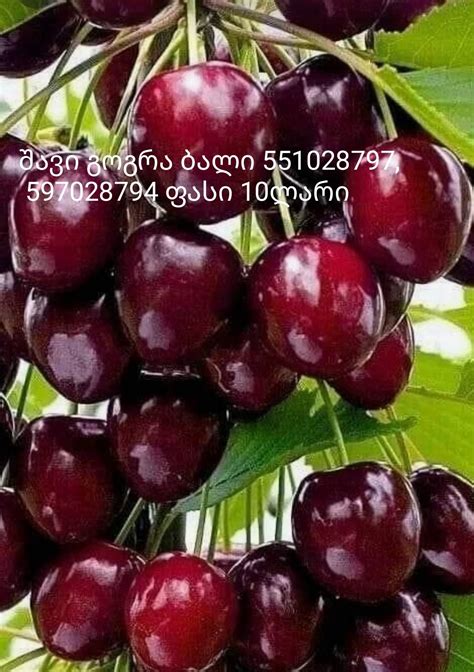 ვარკეთილის სანერგე მეურნეობას ვარდის ნერგები 597028794 Facebook