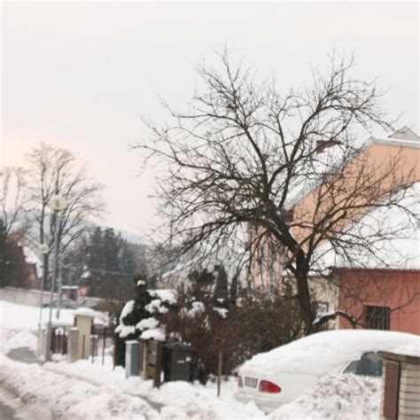 Siberian Apricot Prunus Armeniaca Plant Care And How To Grow Water