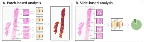 A Patch Wise And B Slide Based Histopathological Analyses Download Scientific Diagram