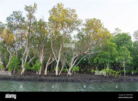 Mixed Stand Of Black Mangrove Bruguieria Gymnorrhiza Trees In The