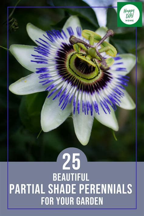 25 Beautiful Partial Shade Perennials For Your Garden How I Get Rid Of