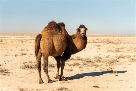 Bactrian Camel 2025 Incredible Facts Habitat Diet And More