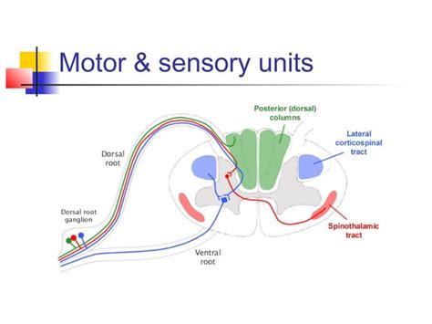 Localization In Neurology 1