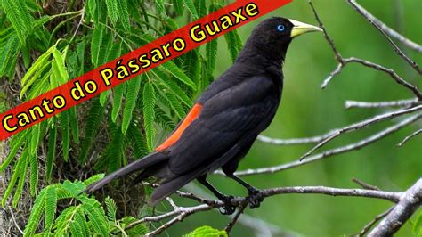 Canto Do Pássaro Guaxe Passaro Guaxe Pássaro Xexéu Youtube