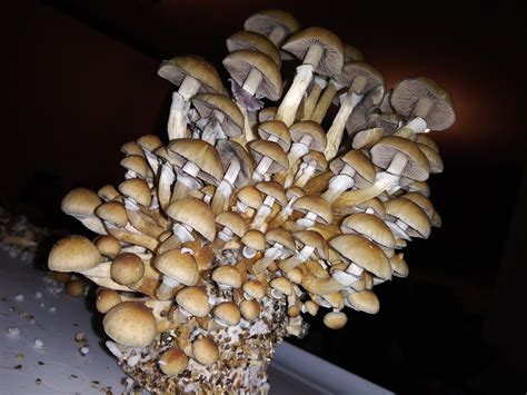 Tiny But Beautiful R Shrooms