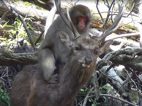 Female Japanese Macaques Seen Having Sexual Interactions With Sika Deer