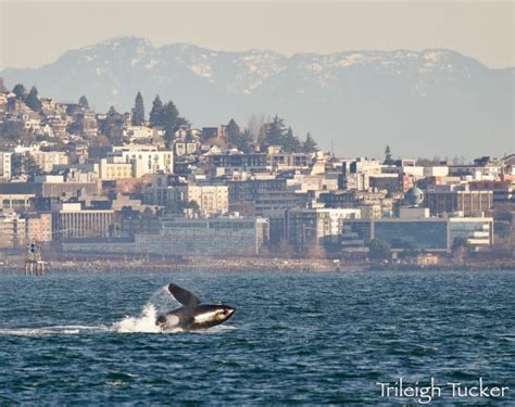 West Seattle Blog Video Photos Two Groups Of Orcas Off West