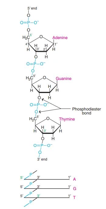 Dna Definition Structure Properties Types Functions Biology