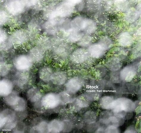 와 같은 다양 한 배경 용암 바위 벽에 이끼 풀 잎에이 슬 방울 이끼 가까이의 클로즈업을 석양 모래 잎 잔디 W 아침 빛 화산