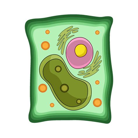 Illustration Of Plant Cell 55317026 Vector Art At Vecteezy