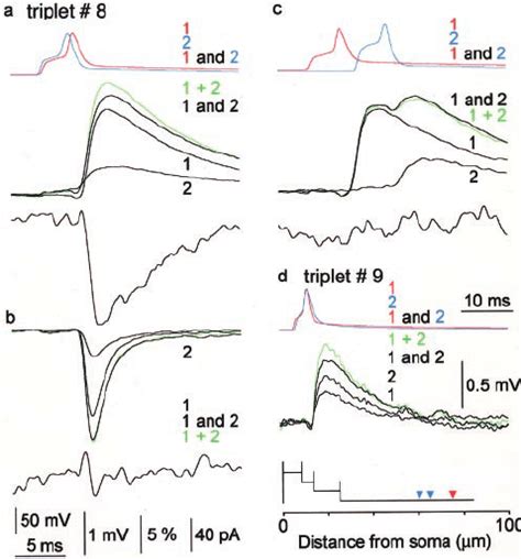 Linear Summation Of Convergent Excitatory Inputs A G Sum Mation Download Scientific