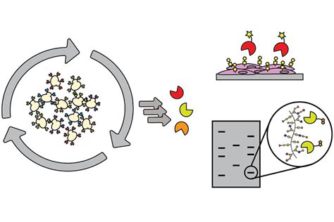New Tool Can Assist With Identifying Carbohydrate Binding Proteins Current Science Daily