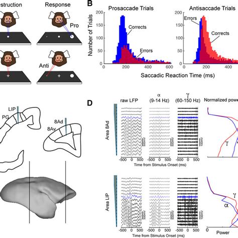 Discharge Rate Of Single Neurons In Two Cortical Depth Categories On