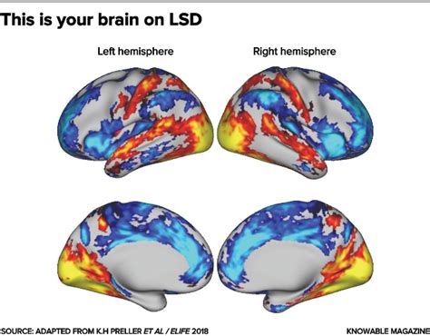 The Neuroscience Of Psychedelics This Is Your Brain On Drugs Literally