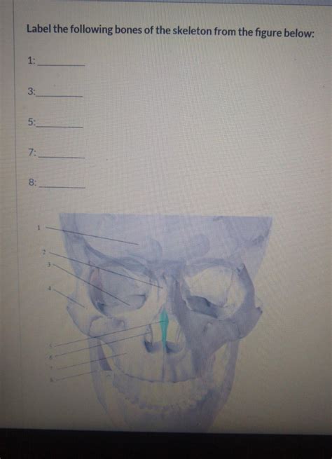 Solved Label The Following Bones Of The Skeleton From The Chegg