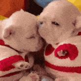 Pibble  Pibble Descubre Y Comparte 
